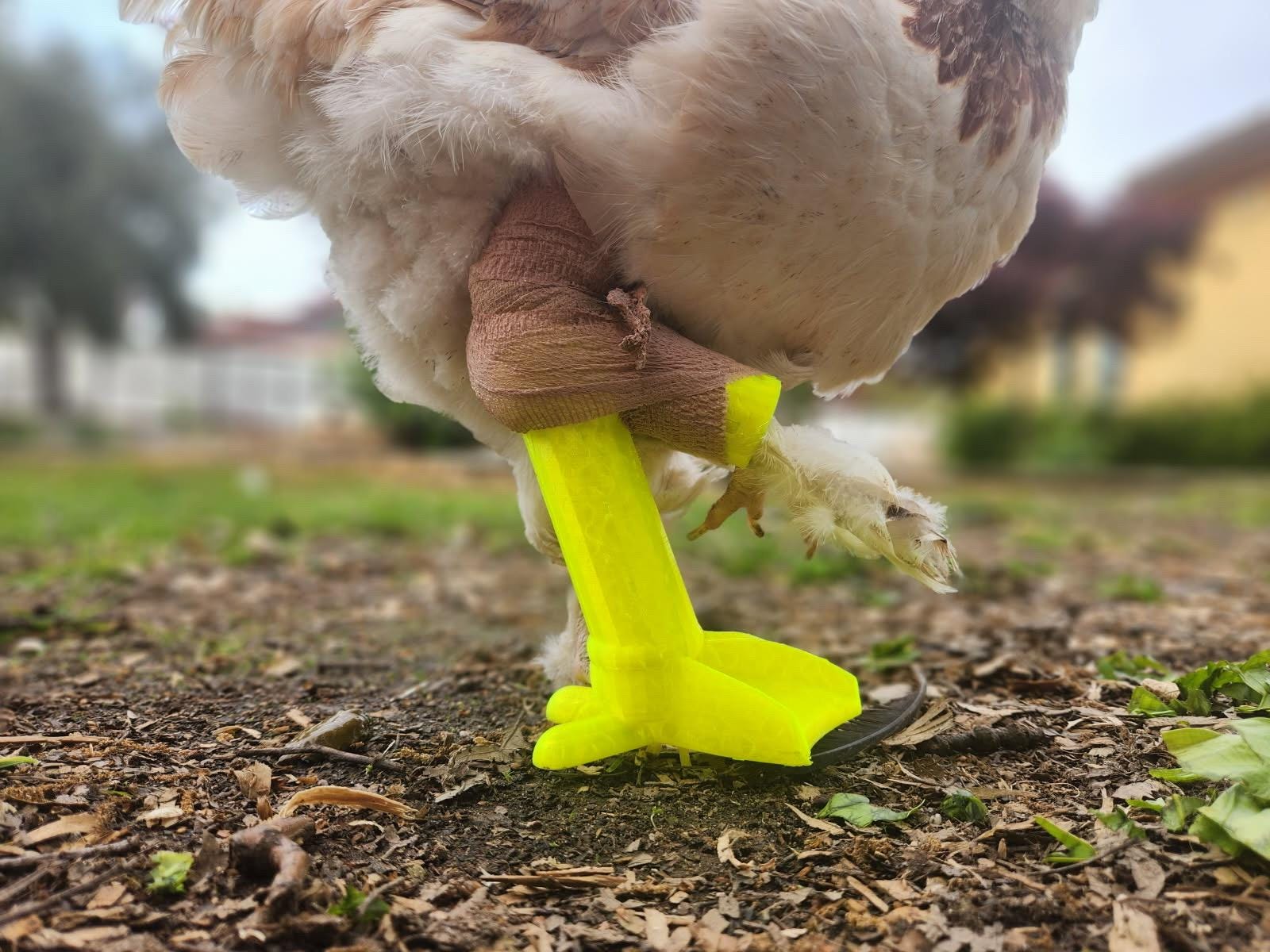 Medium Bird and Chicken Prosthetic Leg. - Etsy