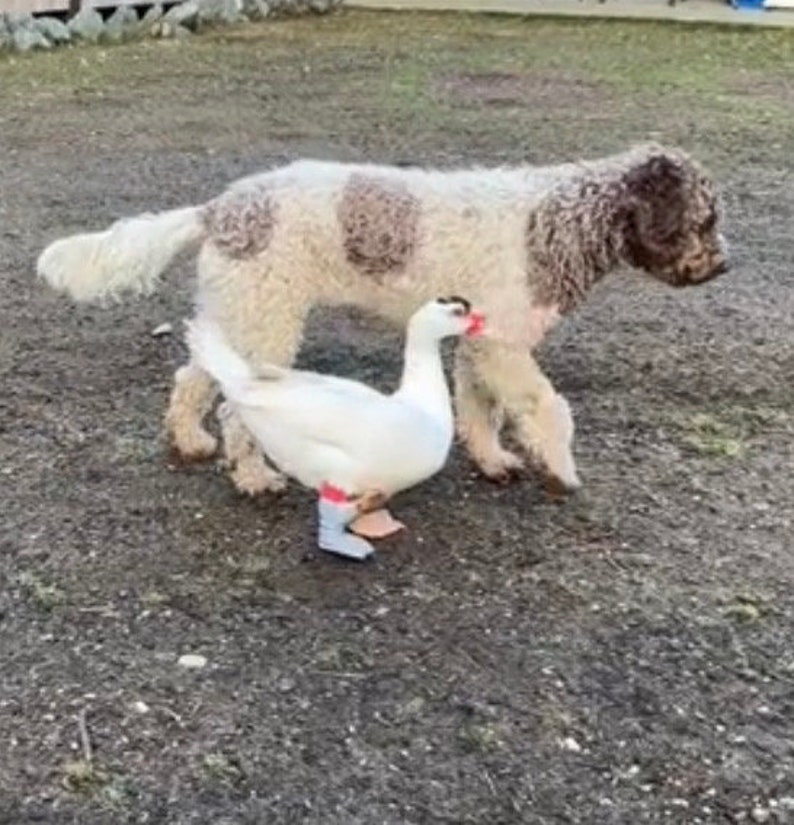 Twisted Leg Prosthetic for Ducks - Etsy