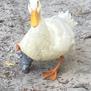 Duck Feet Soft Prosthetic - Etsy