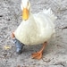 Duck Feet Soft Prosthetic - Etsy