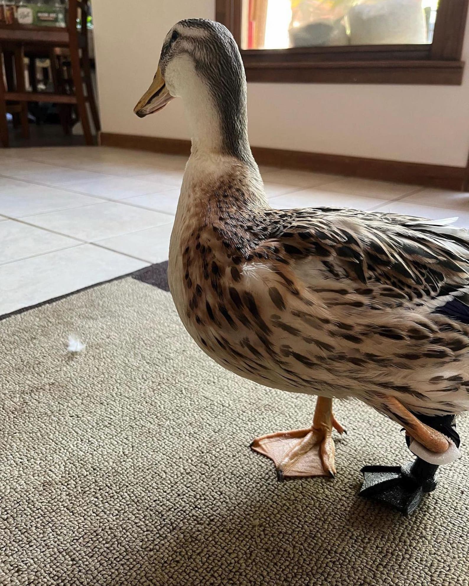 Duck Feet Soft Prosthetic - Etsy