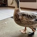 Duck Feet Soft Prosthetic - Etsy