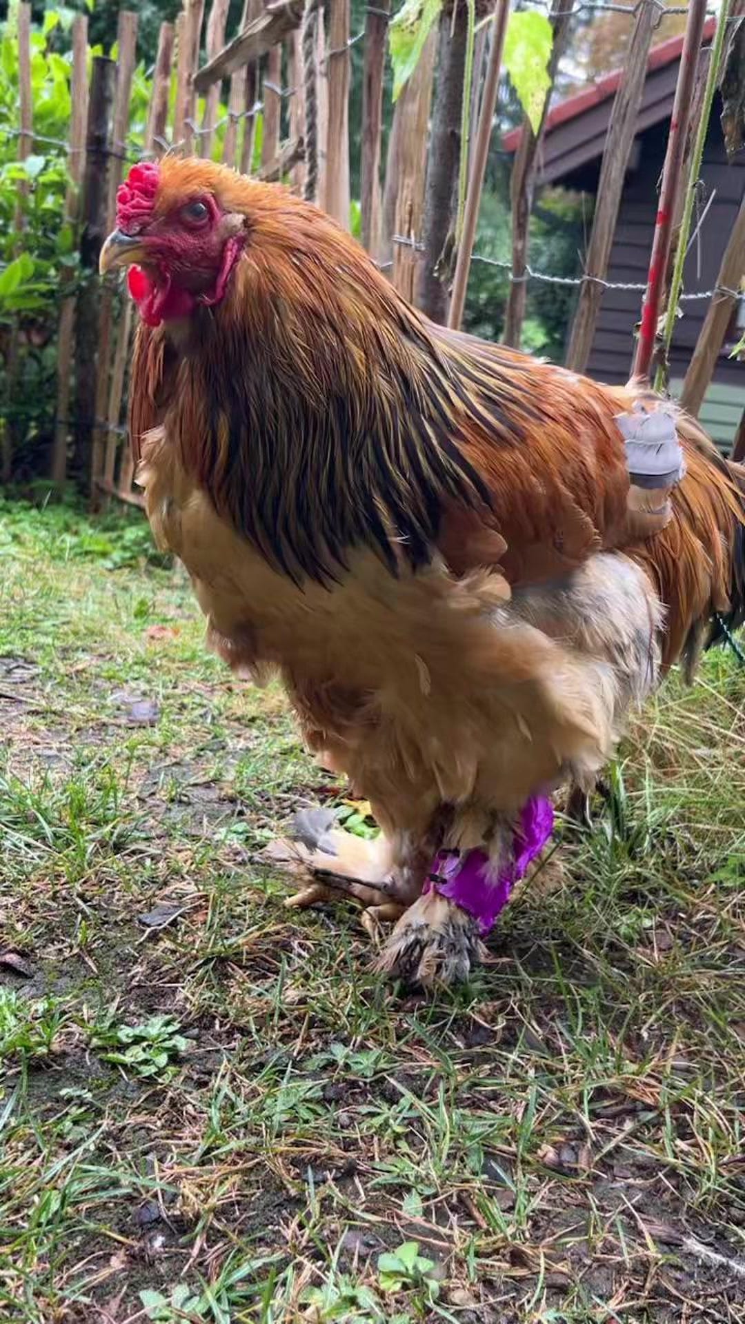 Medium Bird and Chicken Prosthetic Leg. - Etsy
