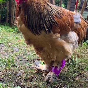 Medium Bird and Chicken Prosthetic Leg. - Etsy