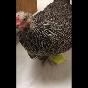 Medium Bird and Chicken Prosthetic Leg. - Etsy