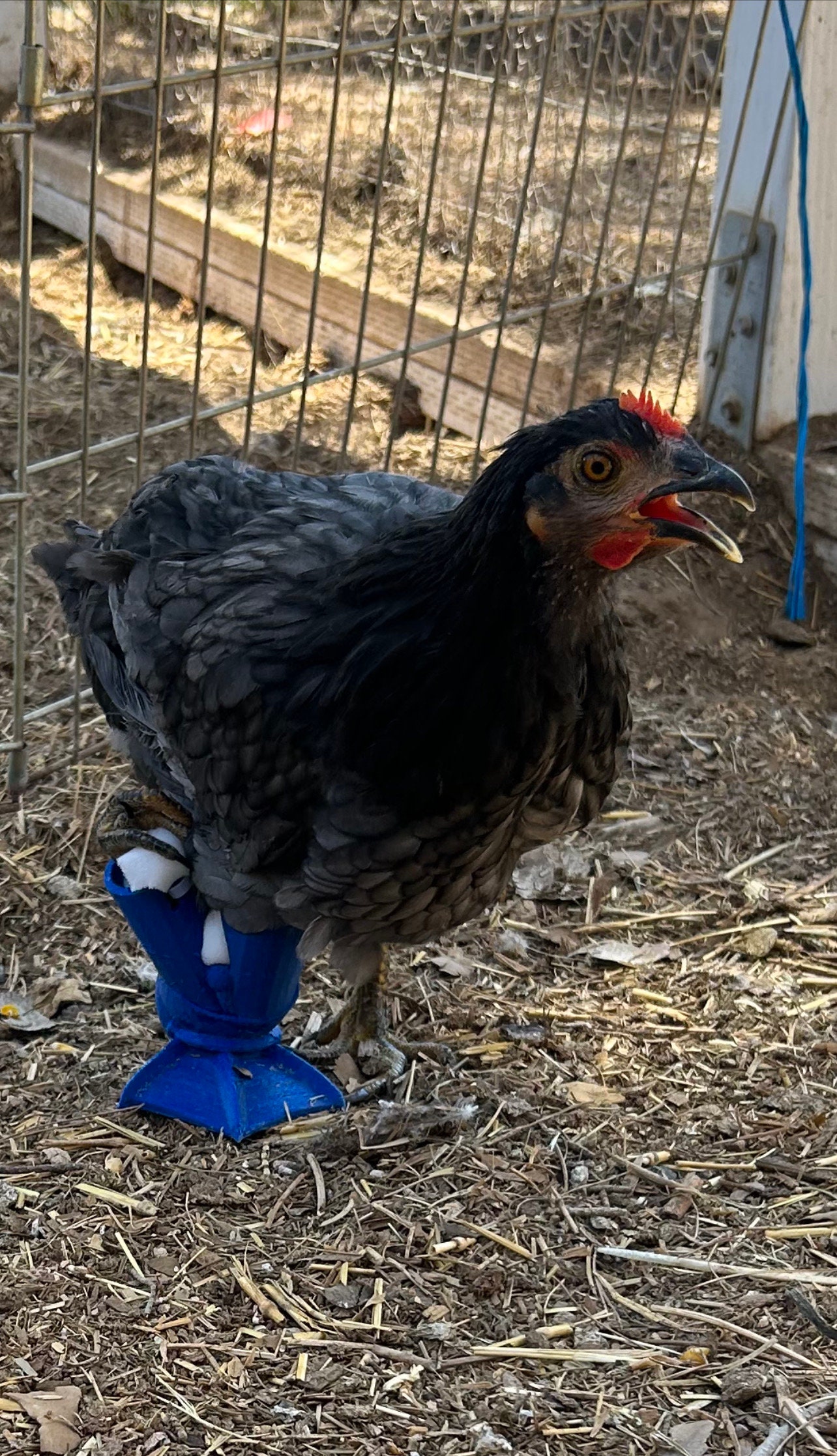 Twisted Leg Prosthetic for Ducks - Etsy