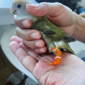 Small Birds and Pigeon Prosthetics Leg. - Etsy