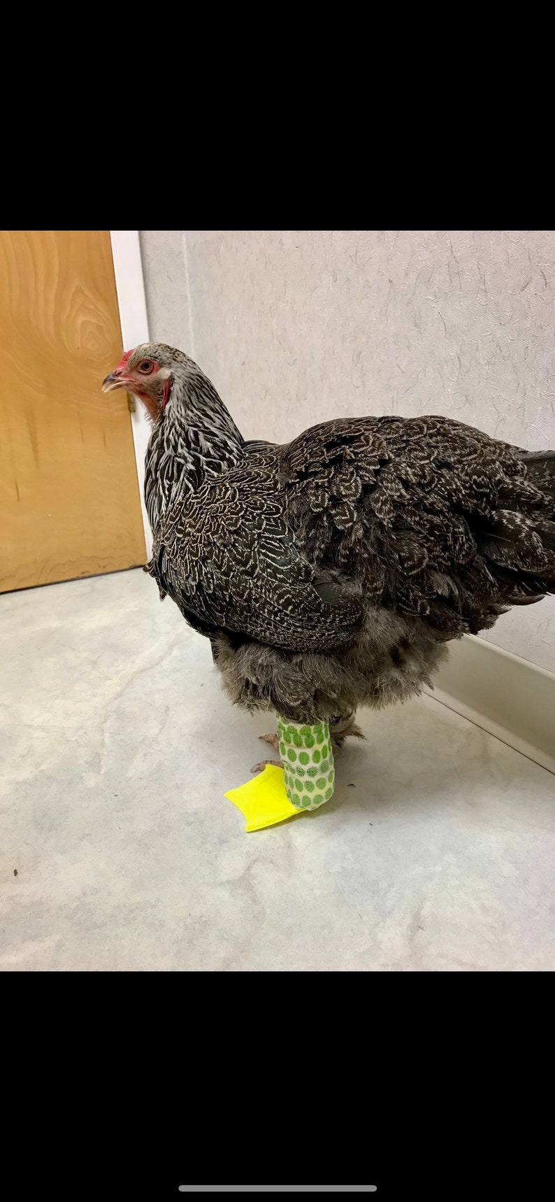 Medium Bird and Chicken Prosthetic Leg. - Etsy