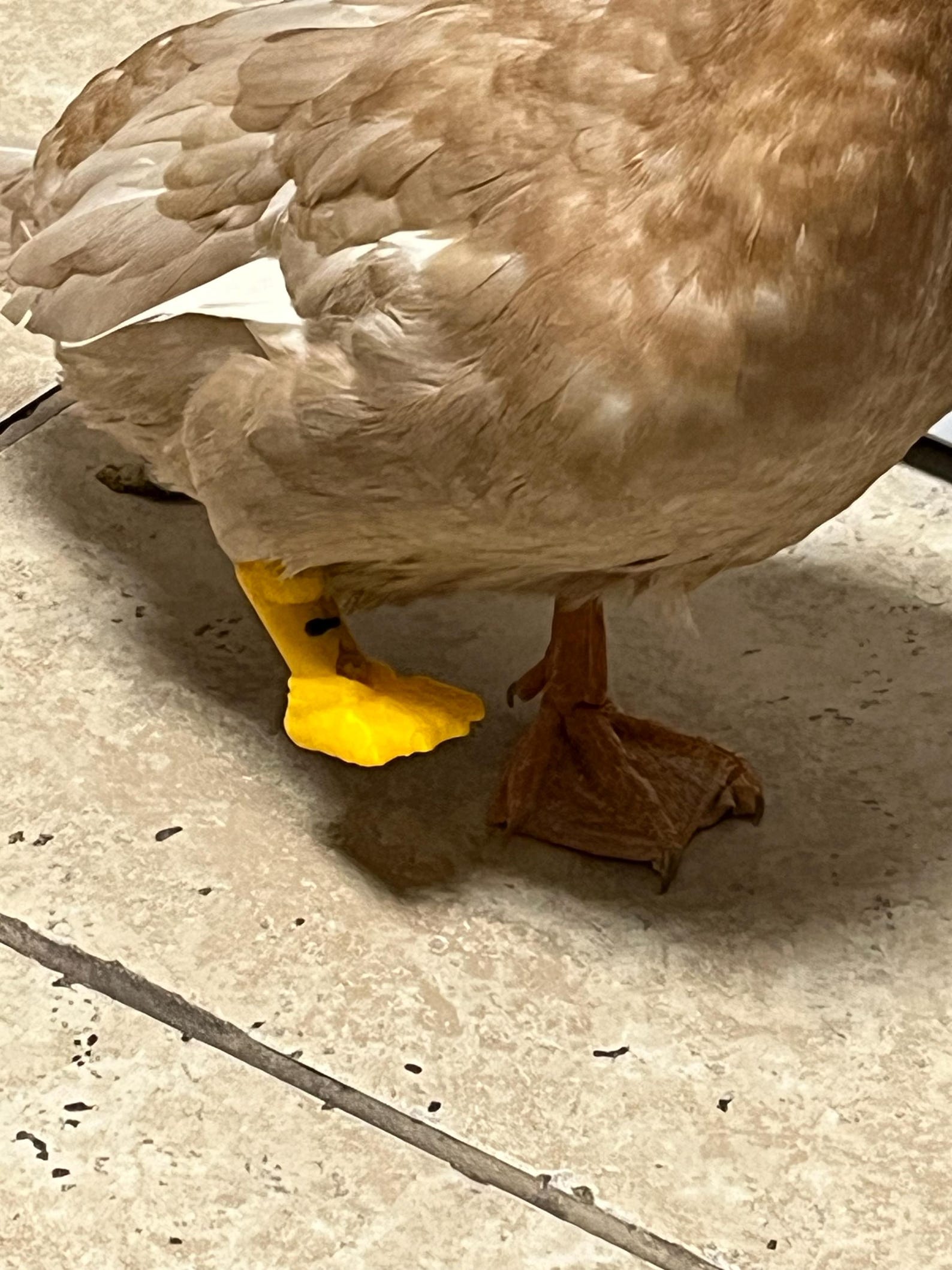 Duck Feet Soft Prosthetic - Etsy