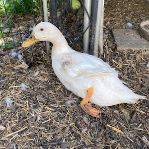 Duck Feet Soft Prosthetic - Etsy