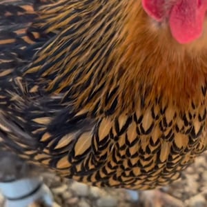Medium Bird and Chicken Prosthetic Leg. - Etsy