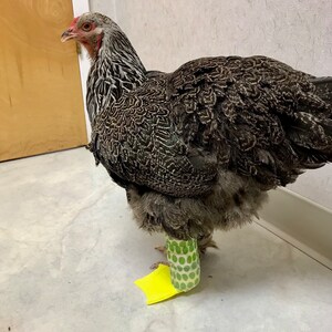 Duck Feet Soft Prosthetic - Etsy