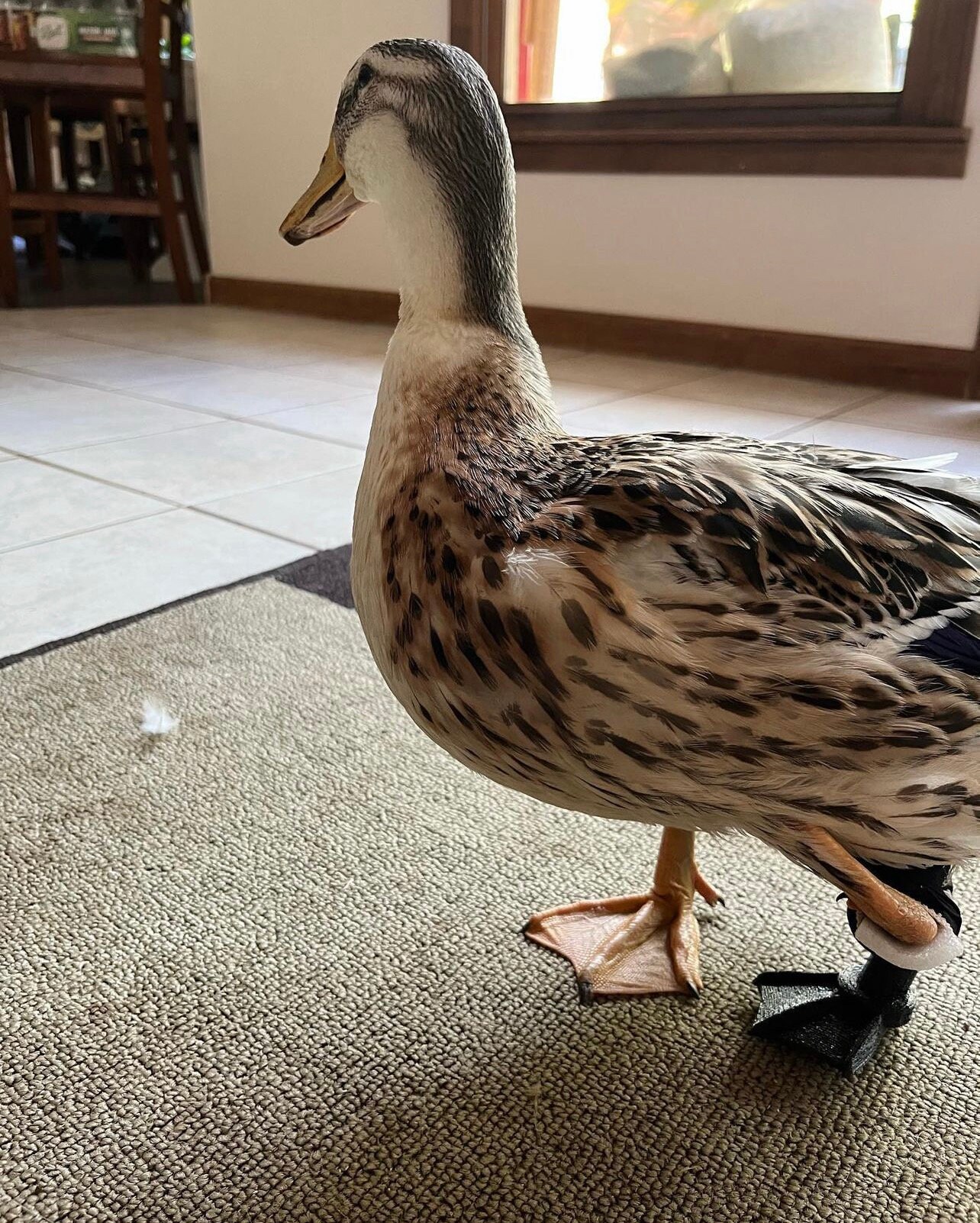 Twisted Leg Prosthetic for Ducks - Etsy