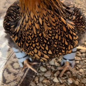 Medium Bird and Chicken Prosthetic Leg. - Etsy