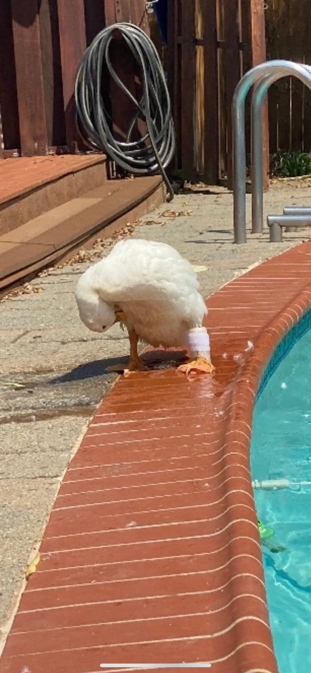 Duck Feet Soft Prosthetic - Etsy