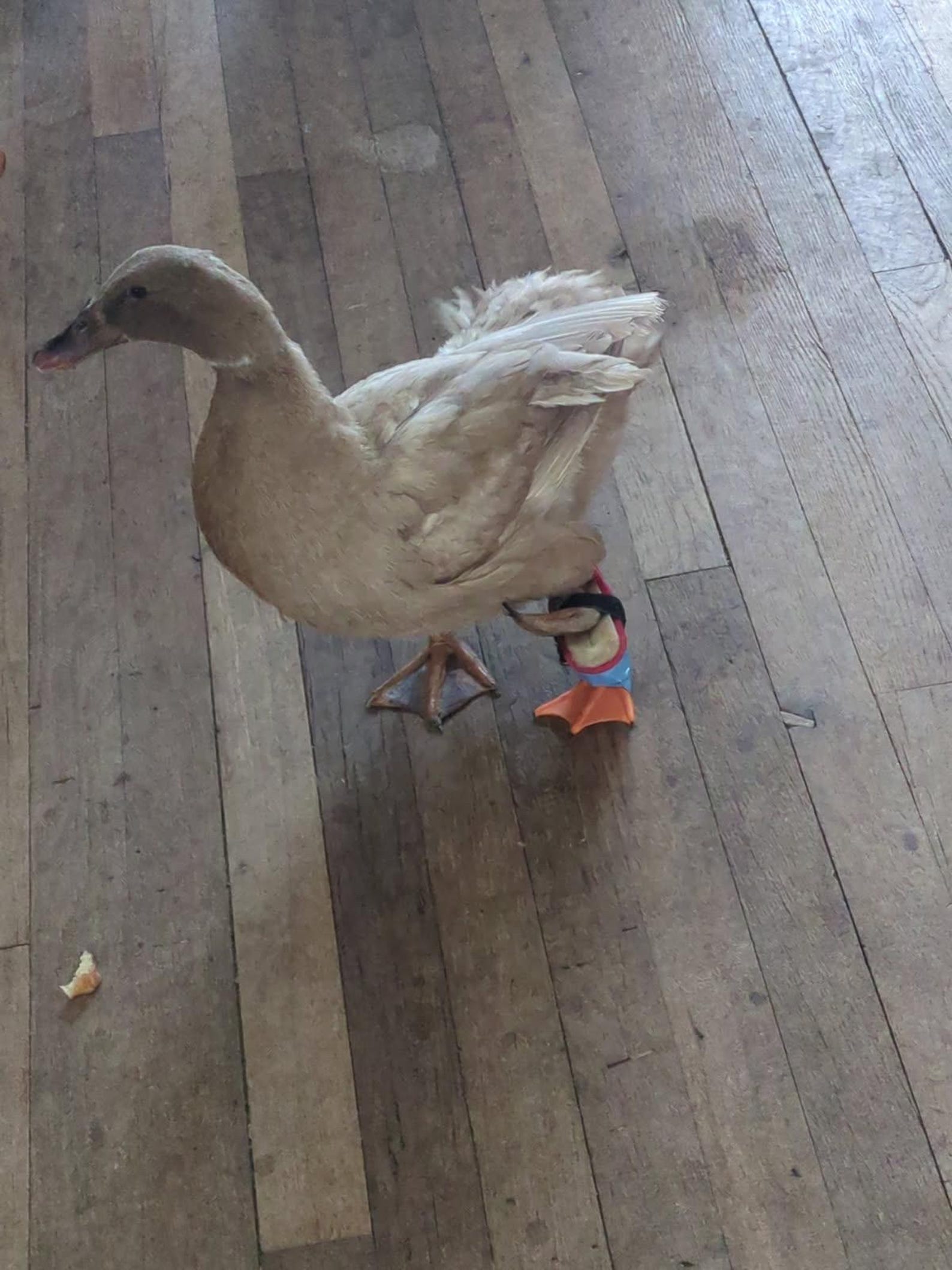 Duck Feet Soft Prosthetic - Etsy