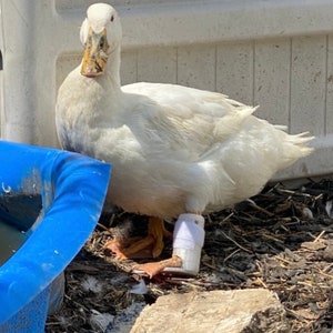 Duck Feet Soft Prosthetic - Etsy