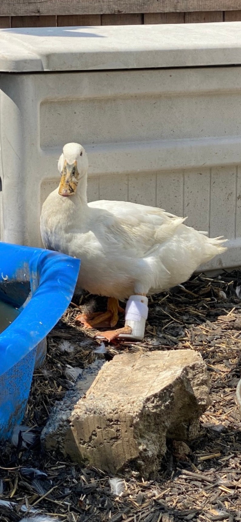 Duck Feet Soft Prosthetic - Etsy