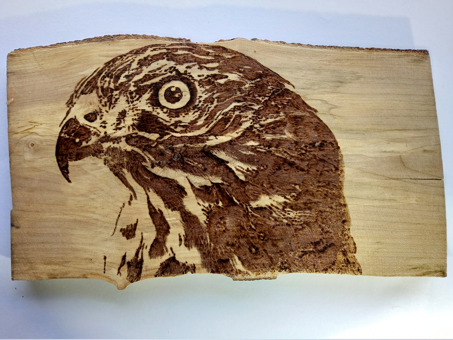 Pyrography bird of prey head wall art | Etsy