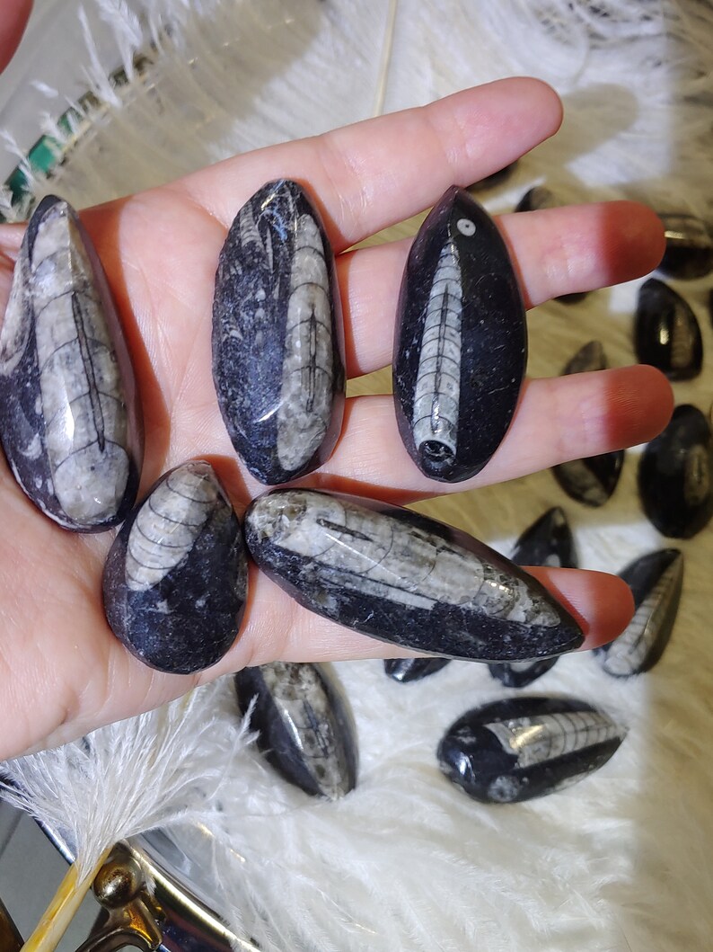 Orthoceras Fossil Tear Drops 400 Million Year Old Sea - Etsy