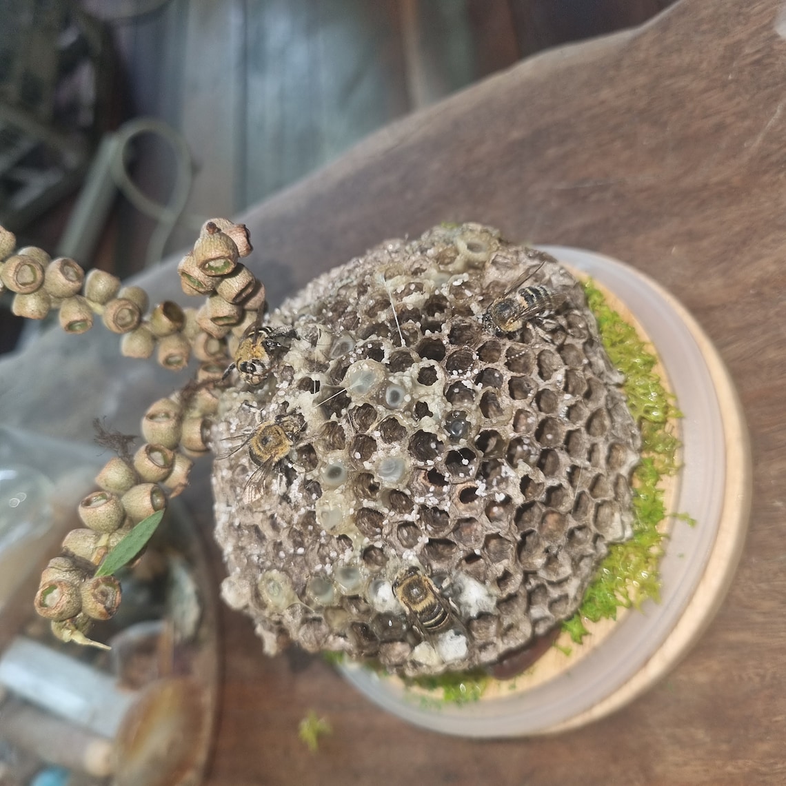 Blue Bandit Bees - Etsy