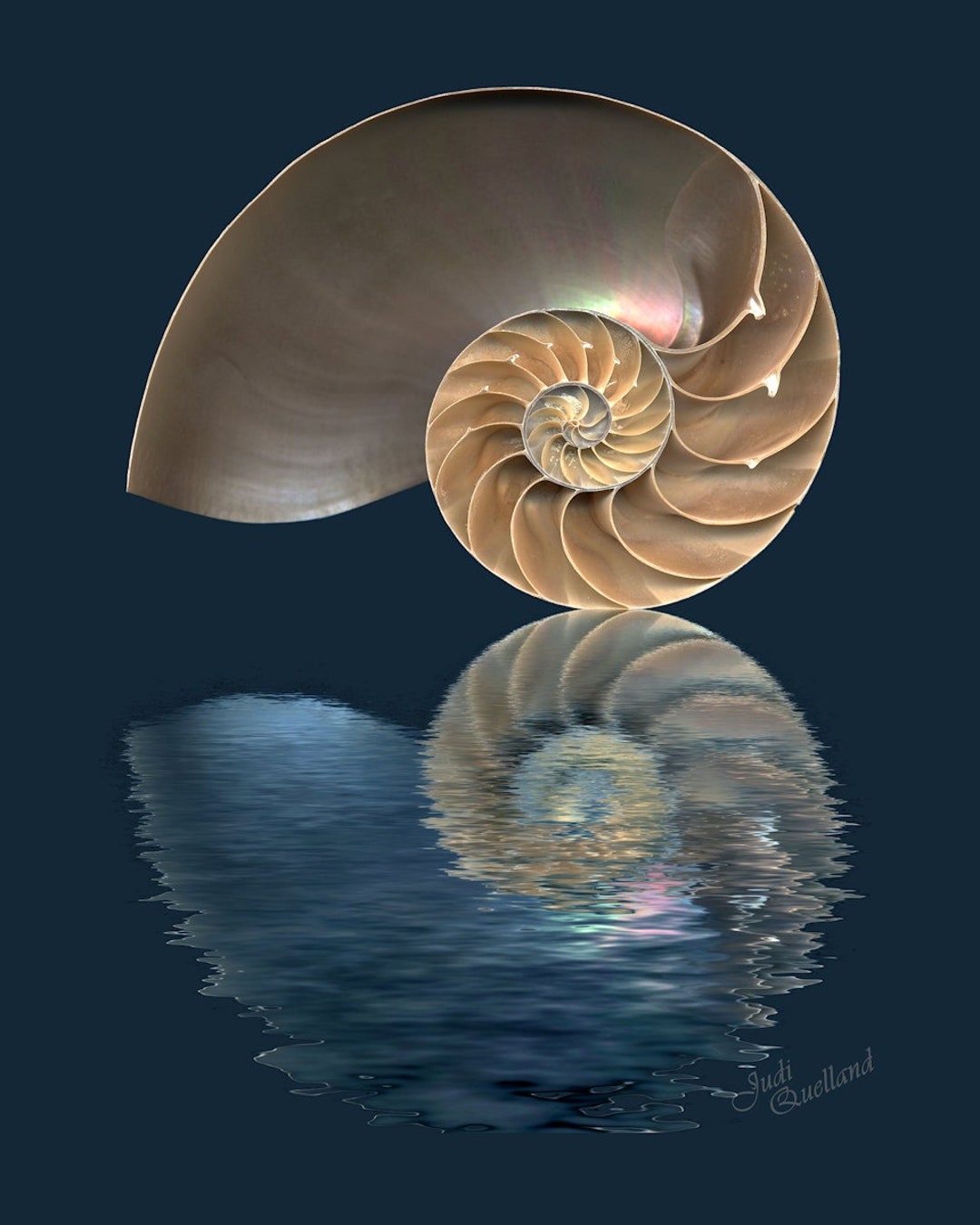 Nautilus Shell Photo Print: Beach House Decor (digital Download, 24x30 ...