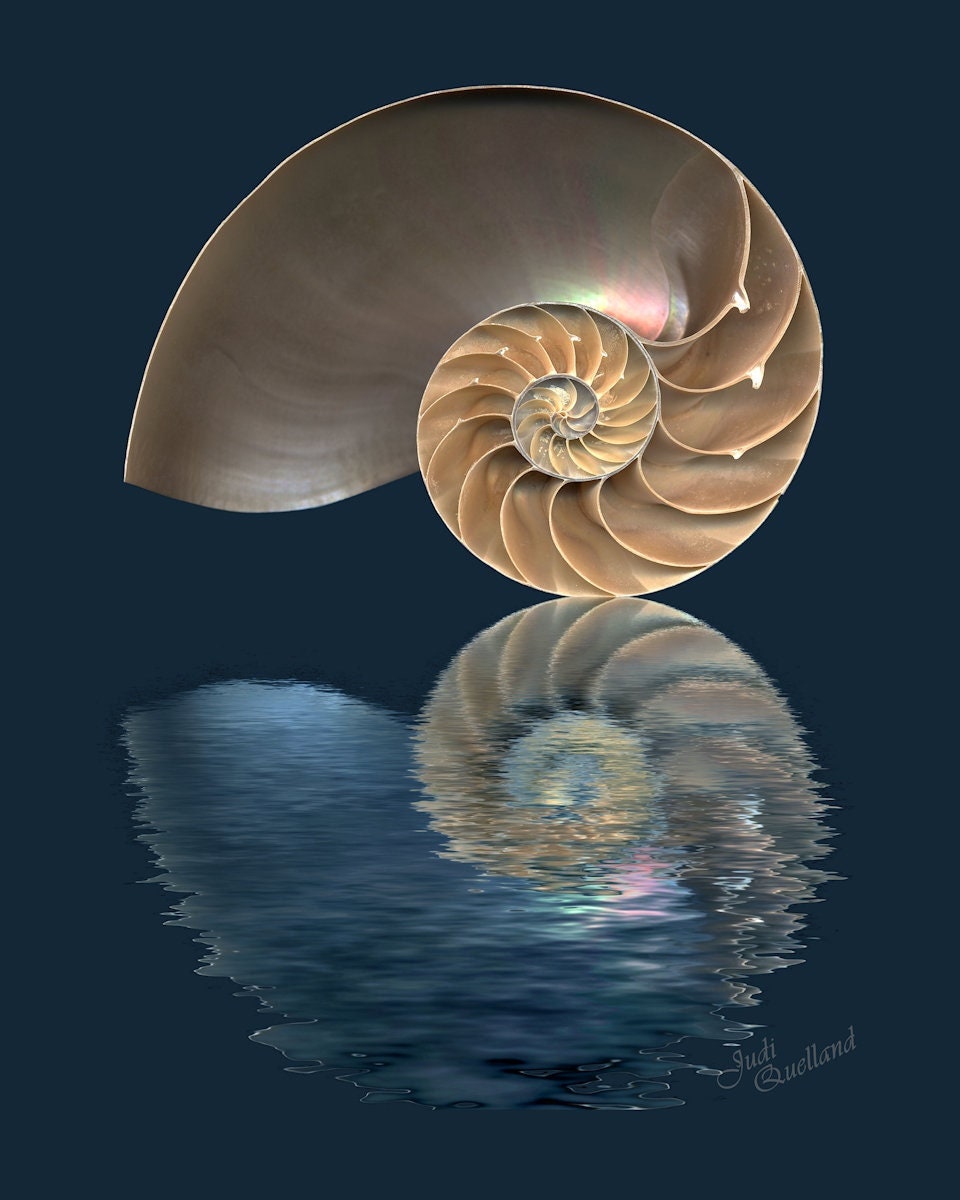 Nautilus Shell Photo Print: Beach House Decor (digital Download, 24x30 ...