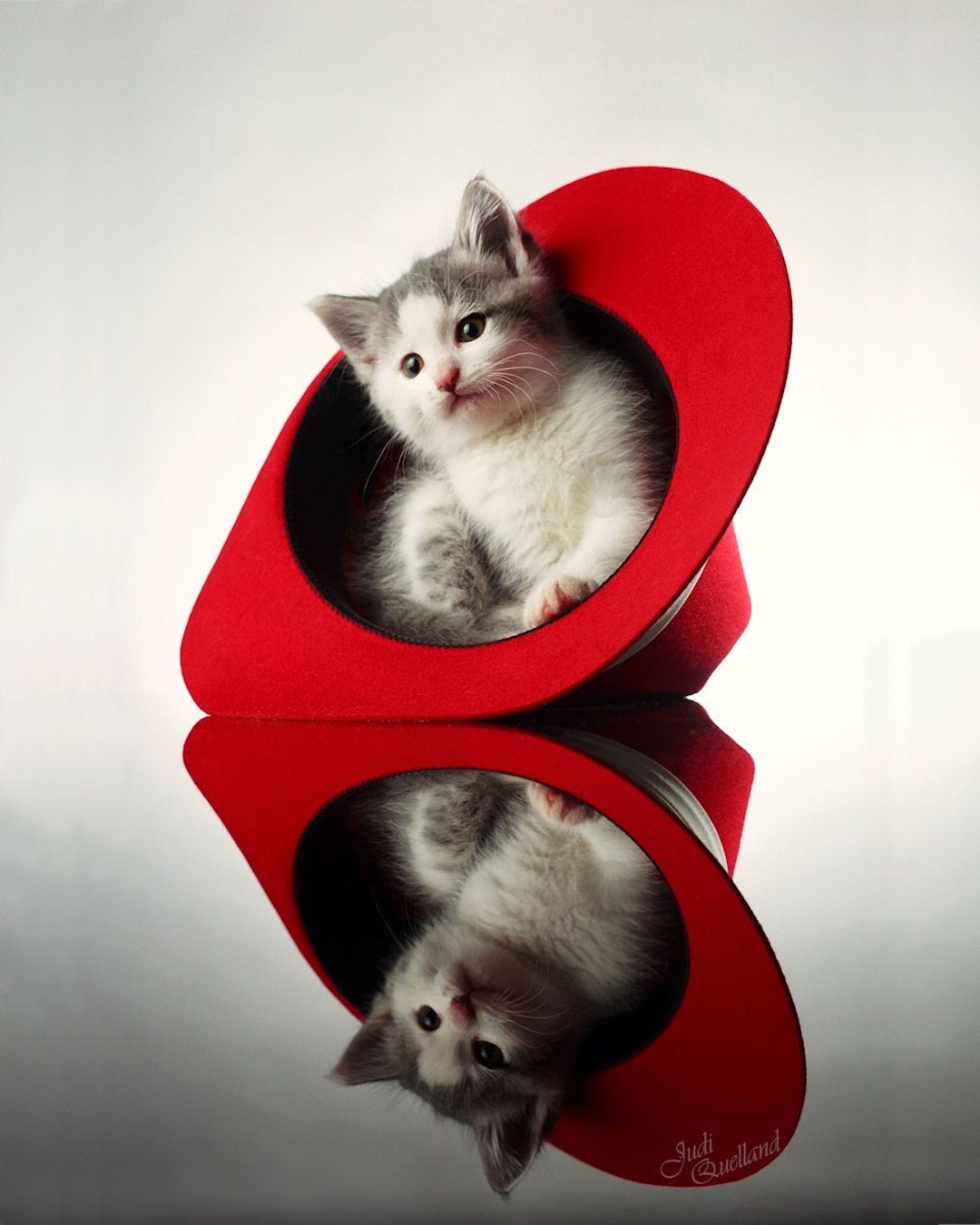 Gray and White Kitten in a Hat Photo, Instant Download, Red Fedora Hat ...