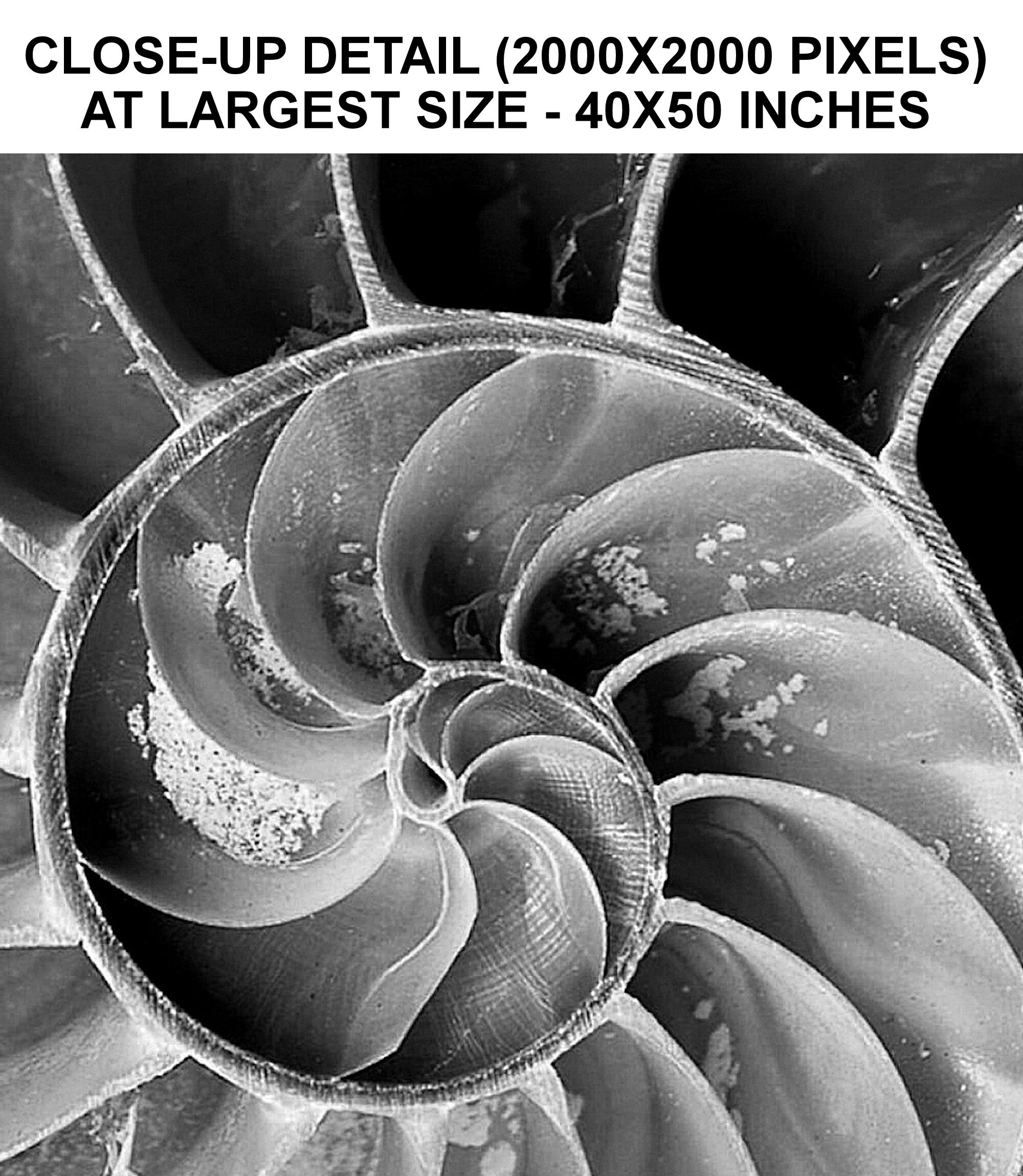 Nautilus Shell Photo in B&W Detailed High Contrast - Etsy