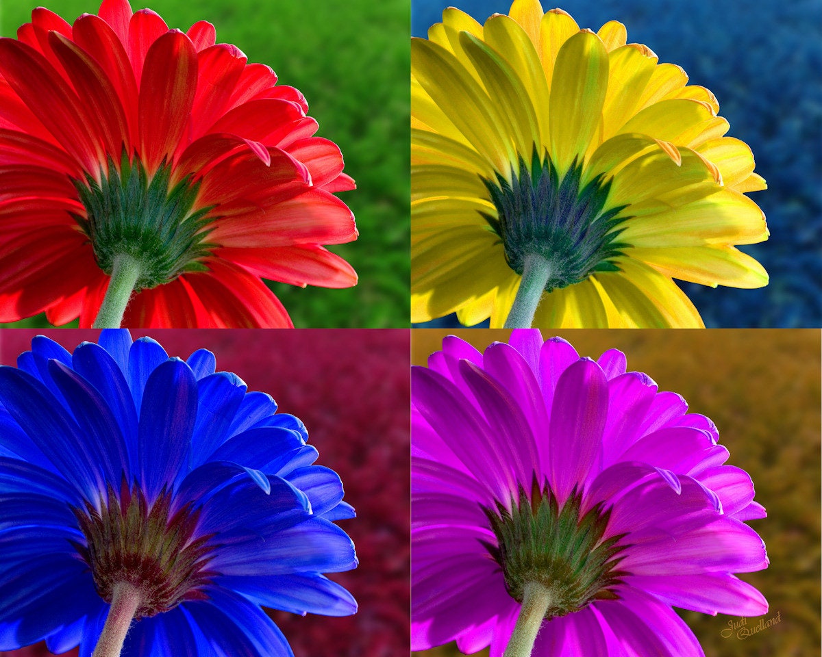 Daisy Pop Art Image, Eye-popping Colors, 4 Daisies, 4 Color Combos ...