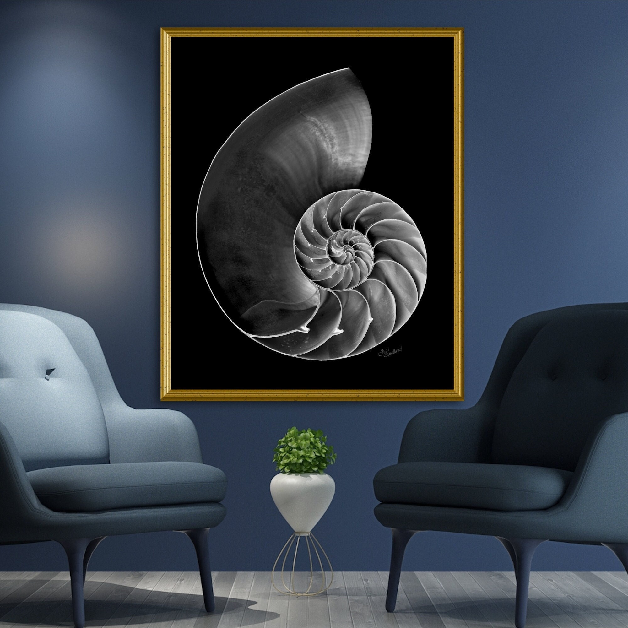 Nautilus Shell Photo in B&W Detailed High Contrast - Etsy