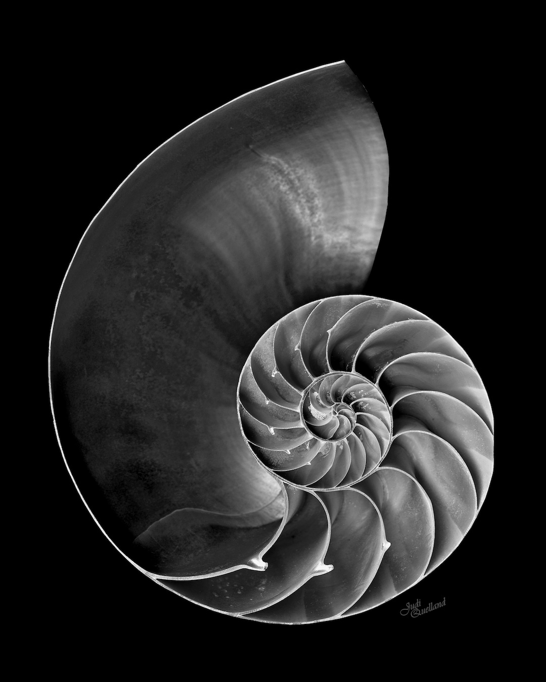 Nautilus Shell Photo in B&W, Detailed High Contrast Photograph ...