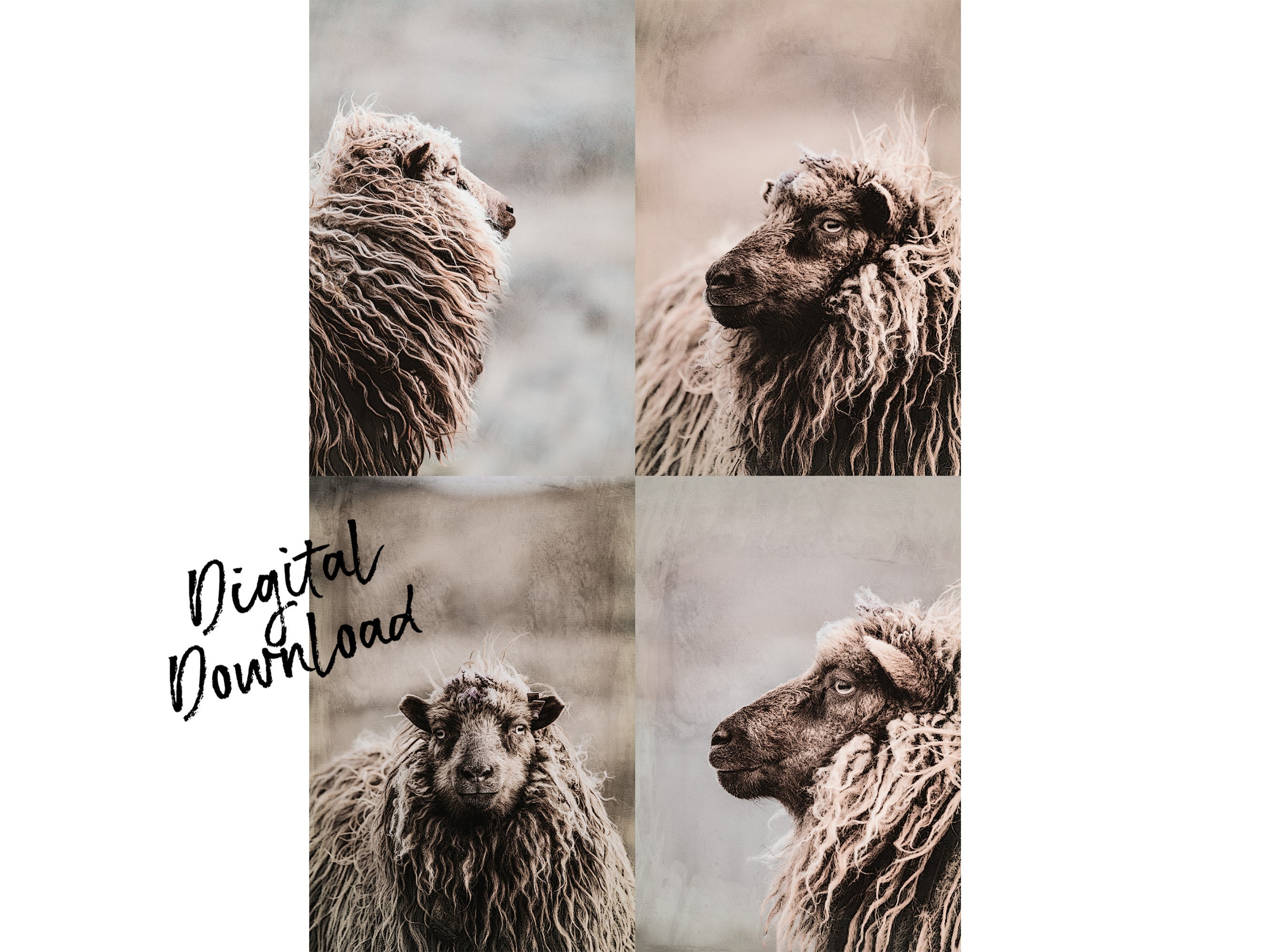 4 Sheep Photos Digital Download, Sheep Photos Instant Download, Sheep ...