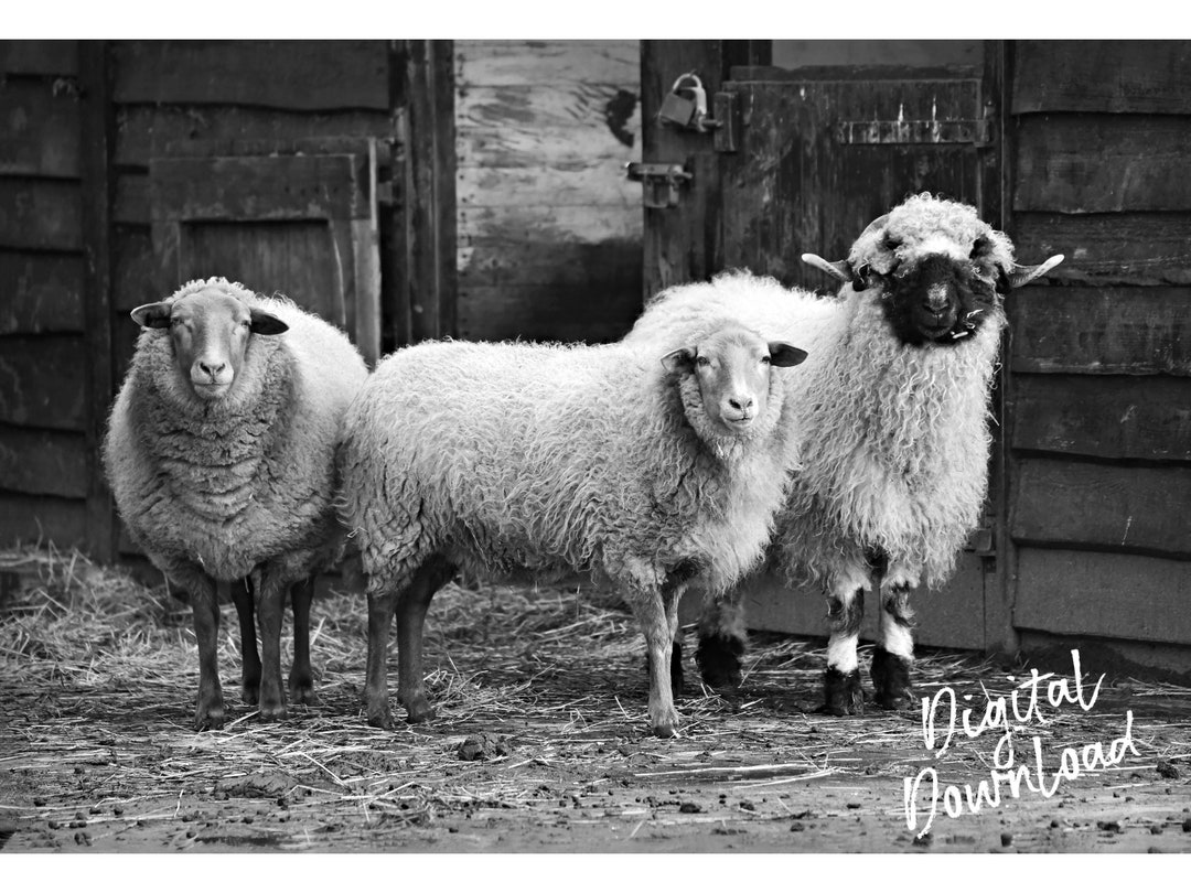 3 Sheep Standing in Barn Digital Download, 3 Sheep in Barn Instant ...