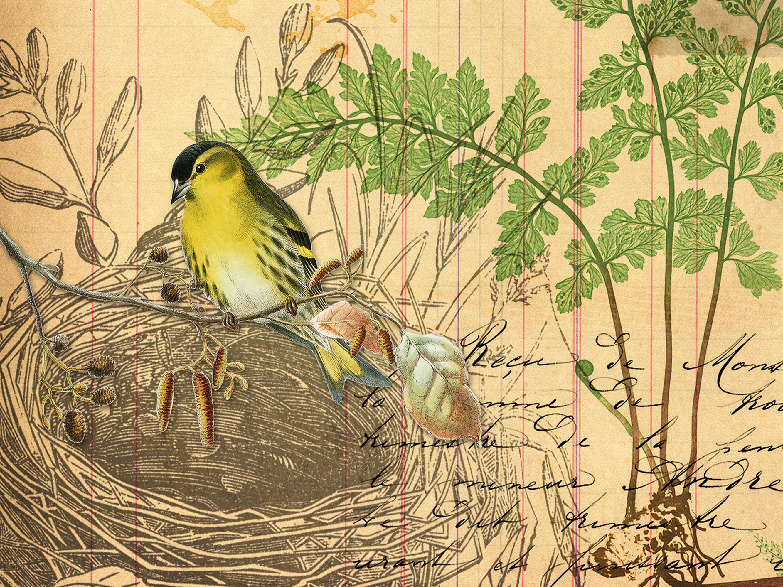 Birds With Nests and Greenery Digital Download, Birds With Nests and ...