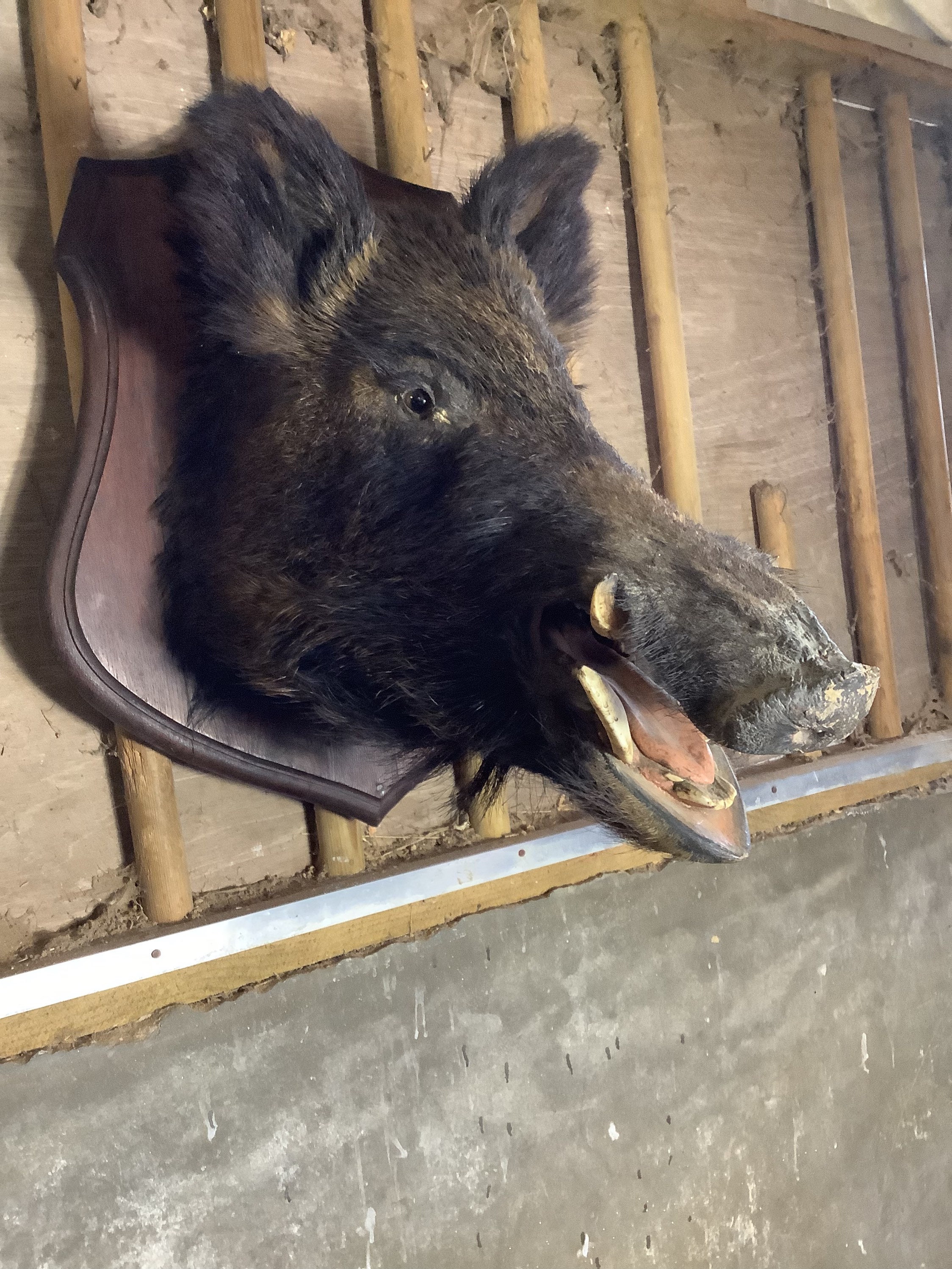Wild Boar Head Taxidermy