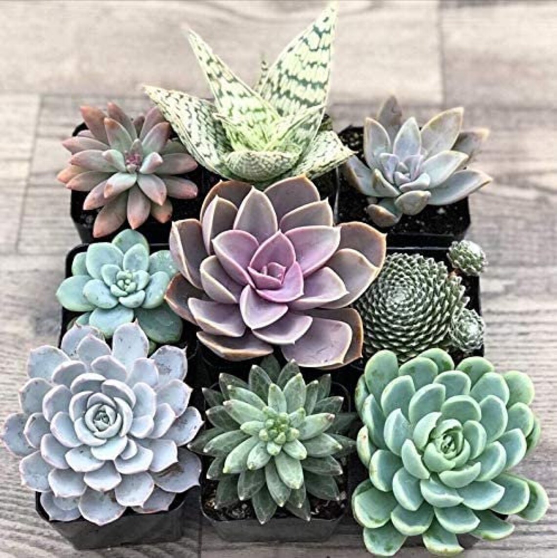 Hand Blended Succulent Soil Mix 2qt Bag Fast Draining Soil | Etsy