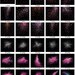 120 Gold Silver Rainbow Pink Glitter Confetti Digital Overlays on Black ...