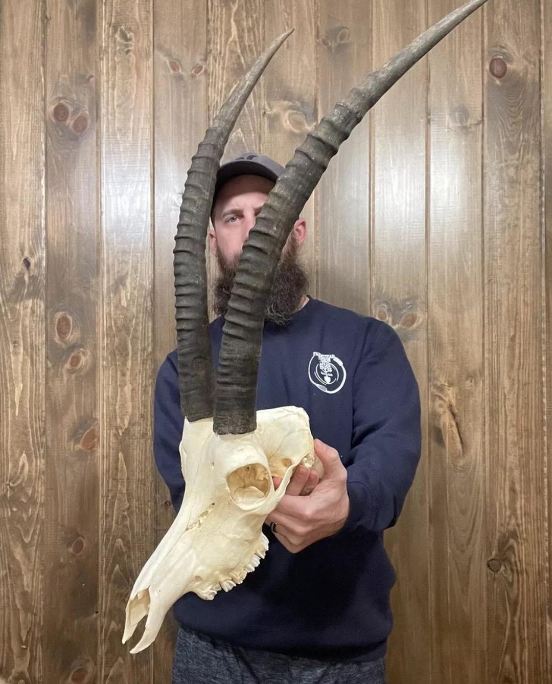 Mini Real Female African Sable Skull 24” Horn Mount Taxidermy Man Cave ...