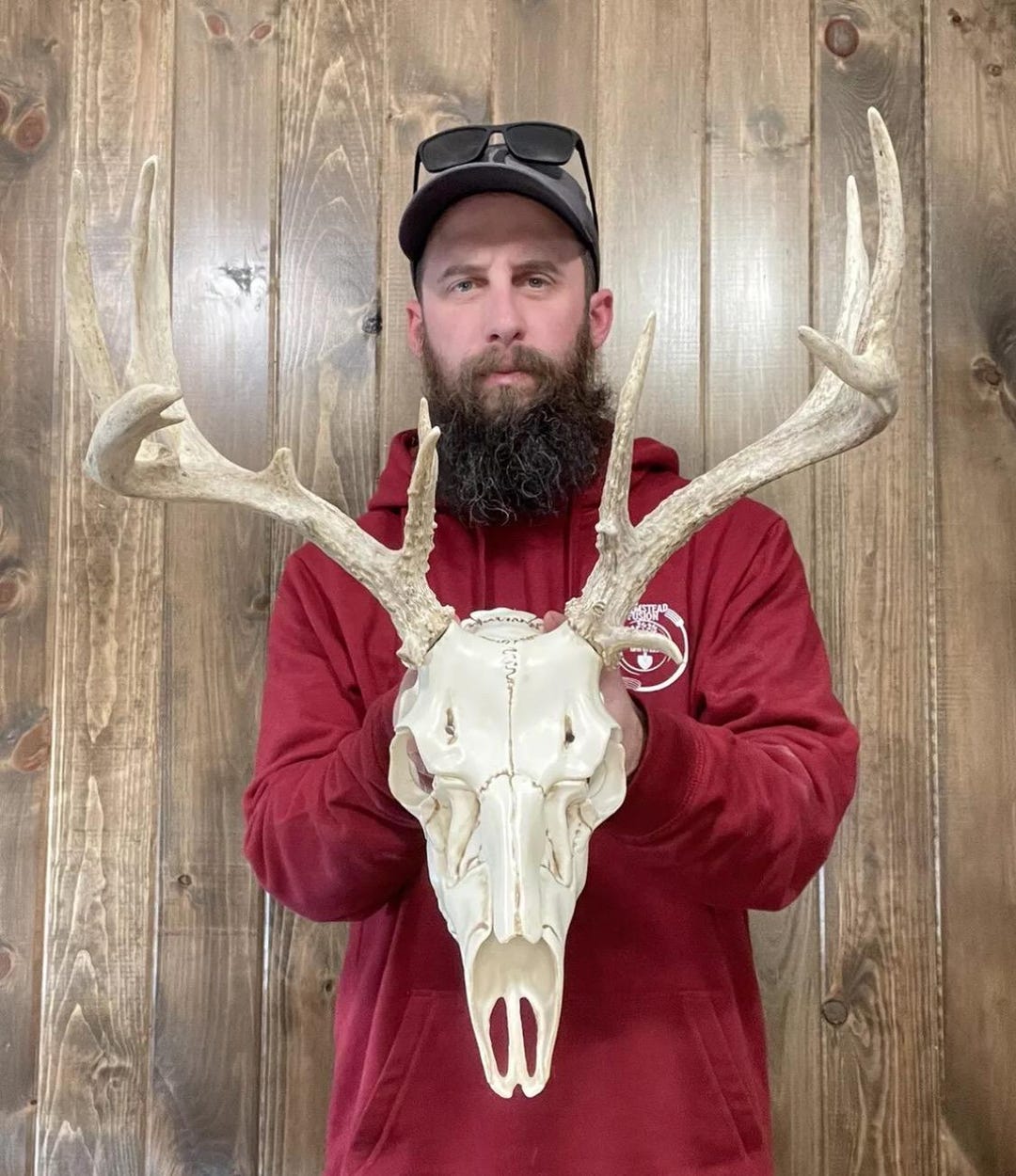 Nice Freak 11pt Whitetail Antler Horn Deer Fake Skull Mount Taxidermy ...
