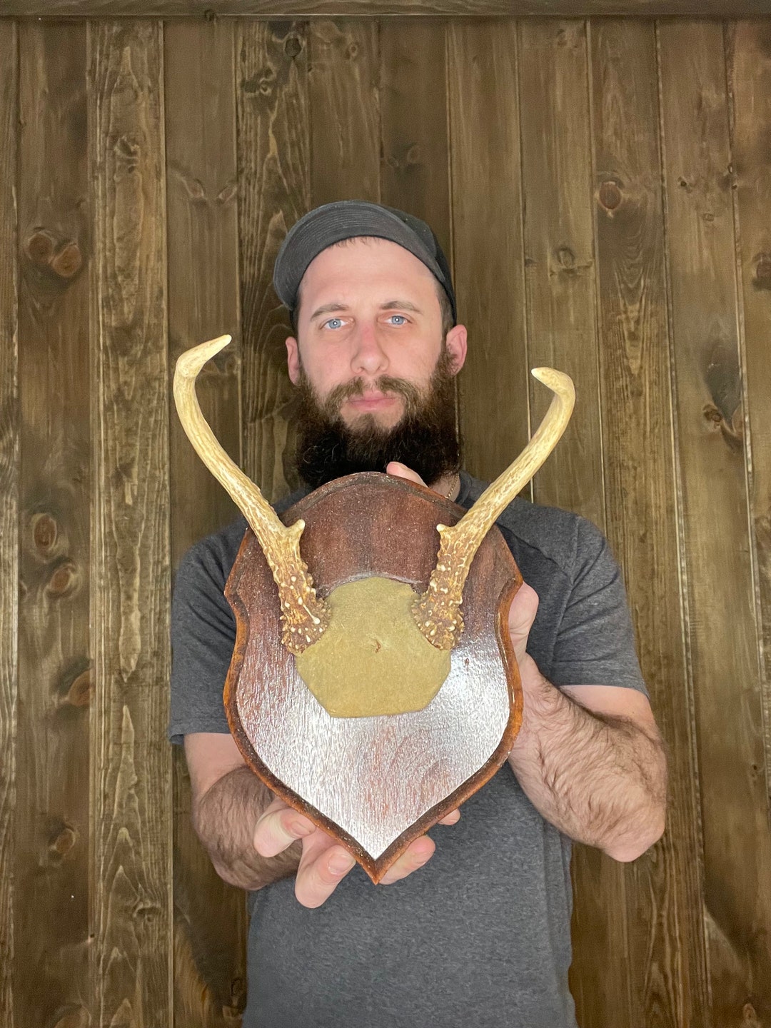 Vintage Spike Whitetail Skull Cap Antler Horn Deer Mount Taxidermy Rack ...