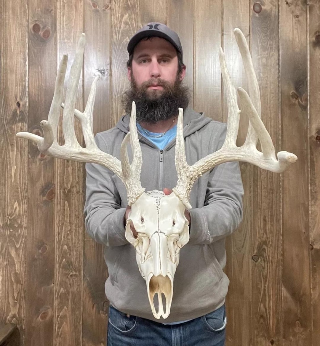 Nice Big Freak 14pt Whitetail Antler Horn Deer Fake Skull Mount ...