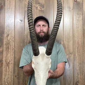 Nice Real Female African Sable Skull 24 Horn Mount Taxidermy Man Cave ...