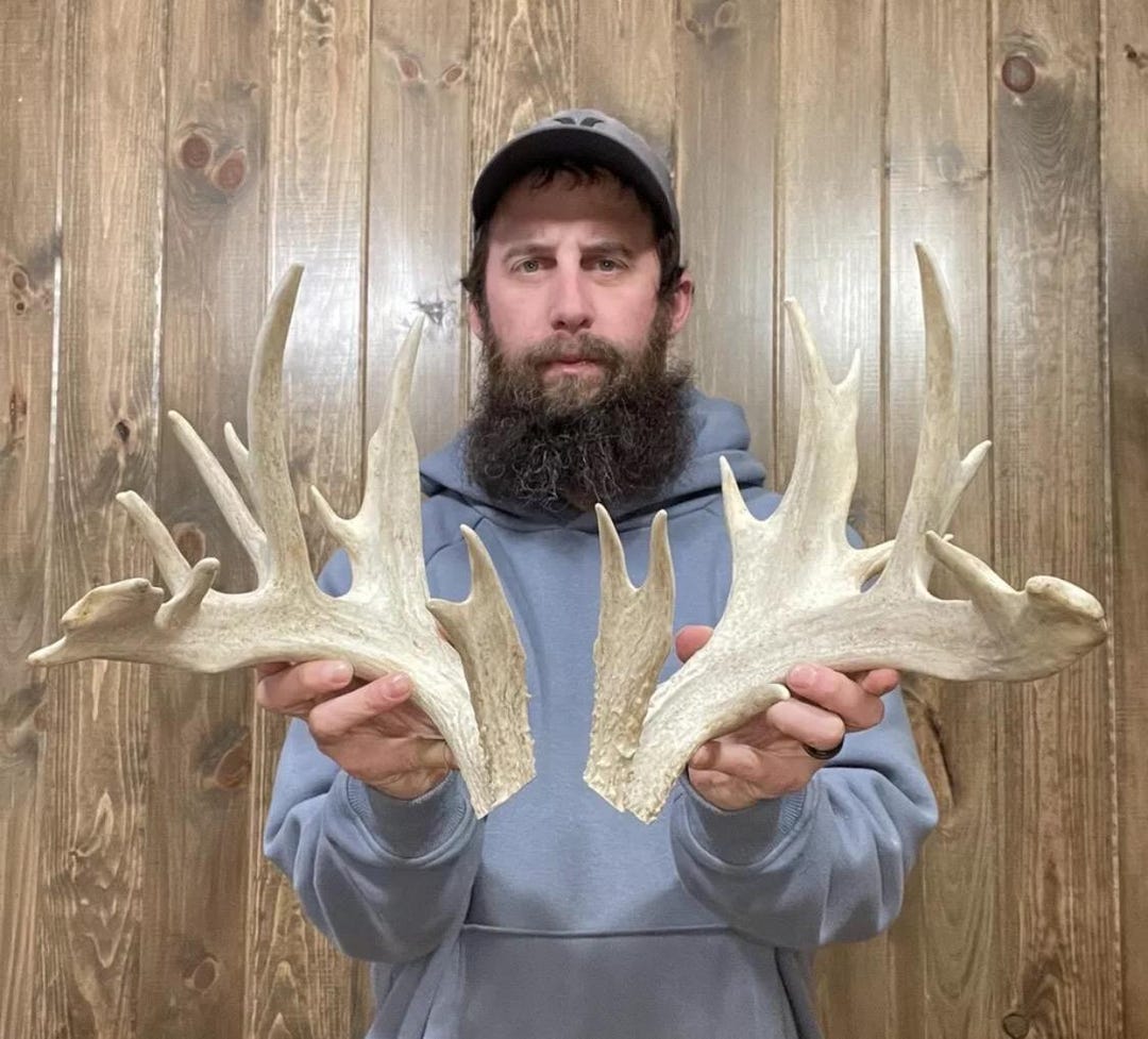 Massive Freak 163” Whitetail Cut Antler 21pt Horn Deer Mount Taxidermy ...