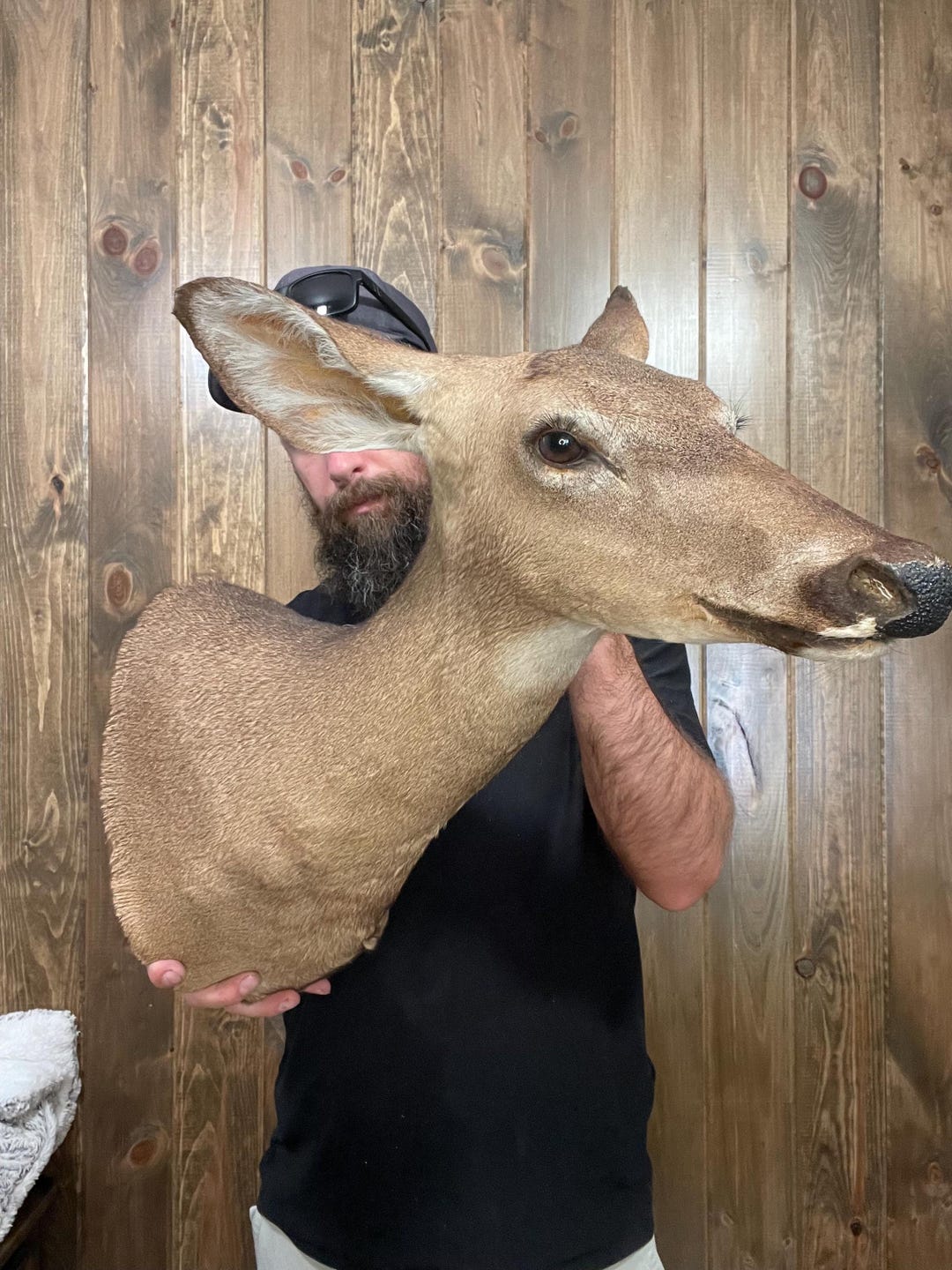Decent Vintage Whitetail Doe Shoulder Mount Antler Horn Deer Taxidermy ...