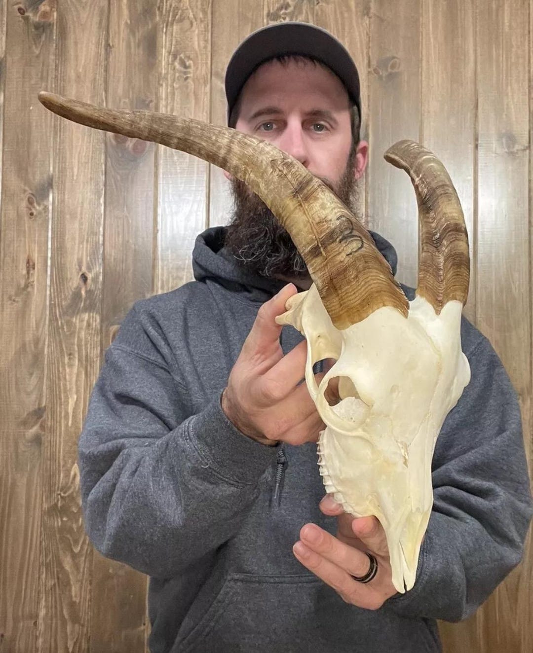 Dark Mini Cleaned Exotic Goat Skull Horn Mount Taxidermy Man Cave Cabin ...
