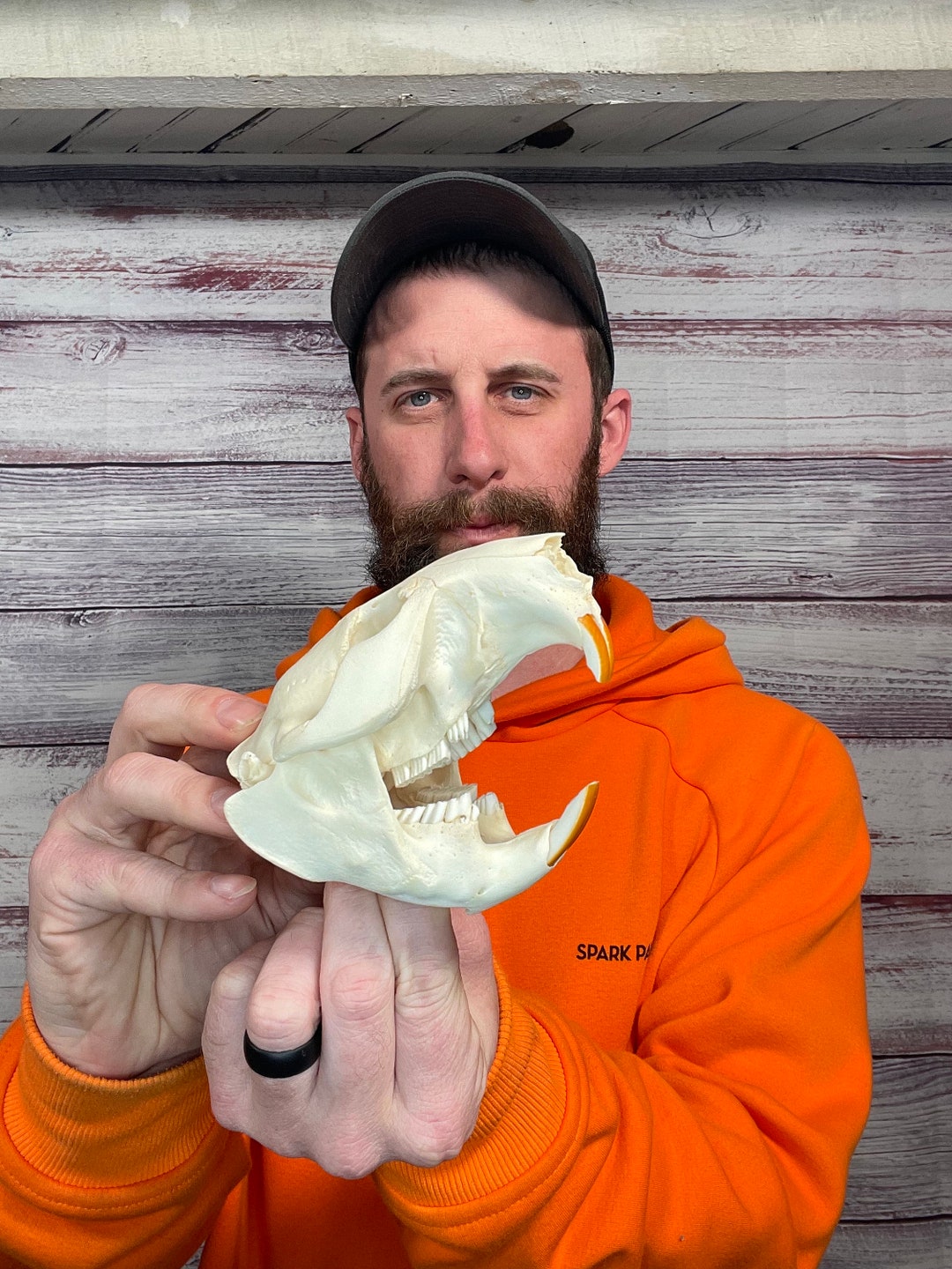 Real Beaver Skull Mount Taxidermy Man Cave Cabin Decor Mammal Craft DIY ...