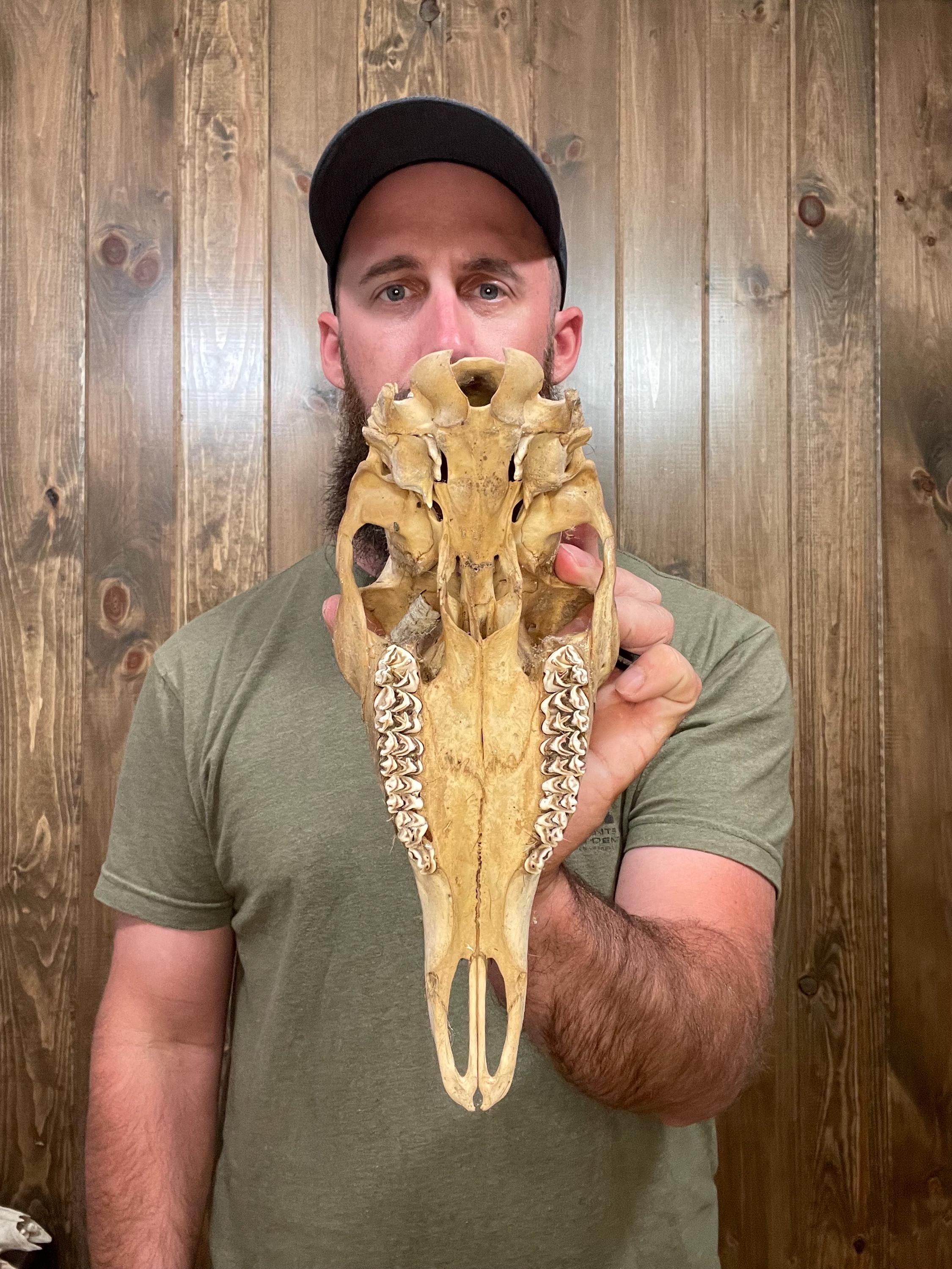 Real Whitetail Doe Skull Antler Horn Deer Mount Taxidermy Rack Cabin ...