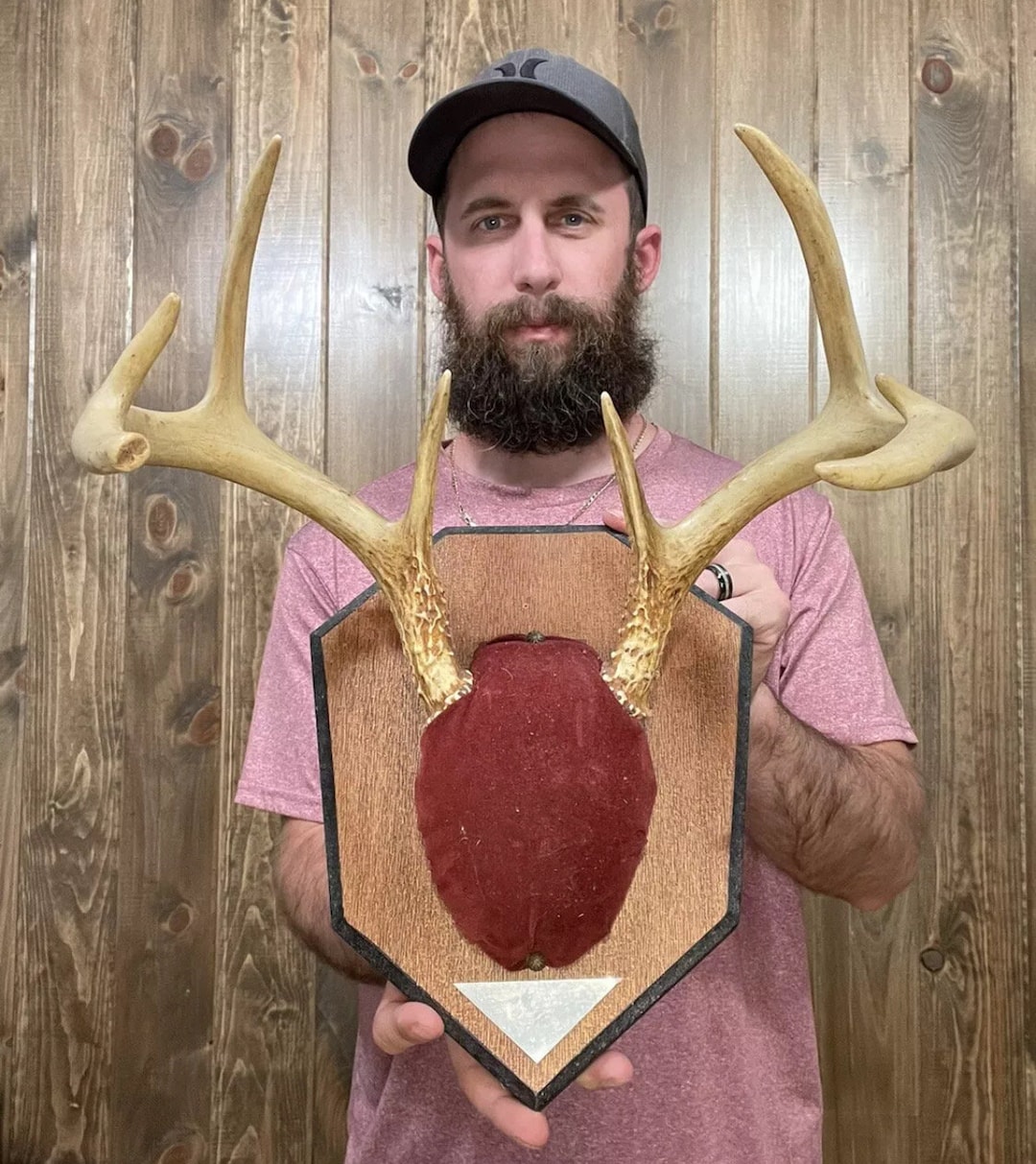Dark Mini 8pt Whitetail Skull Cap Antler Horn Deer Mount Taxidermy Rack ...