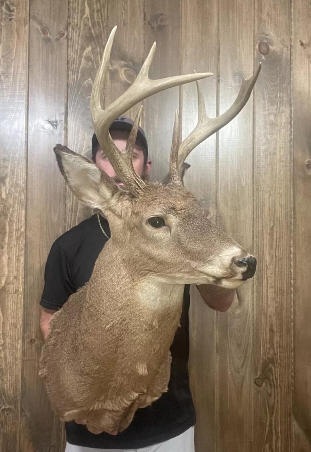 Decent Vintage 8pt Whitetail Shoulder Mount Antler Horn Deer Taxidermy ...